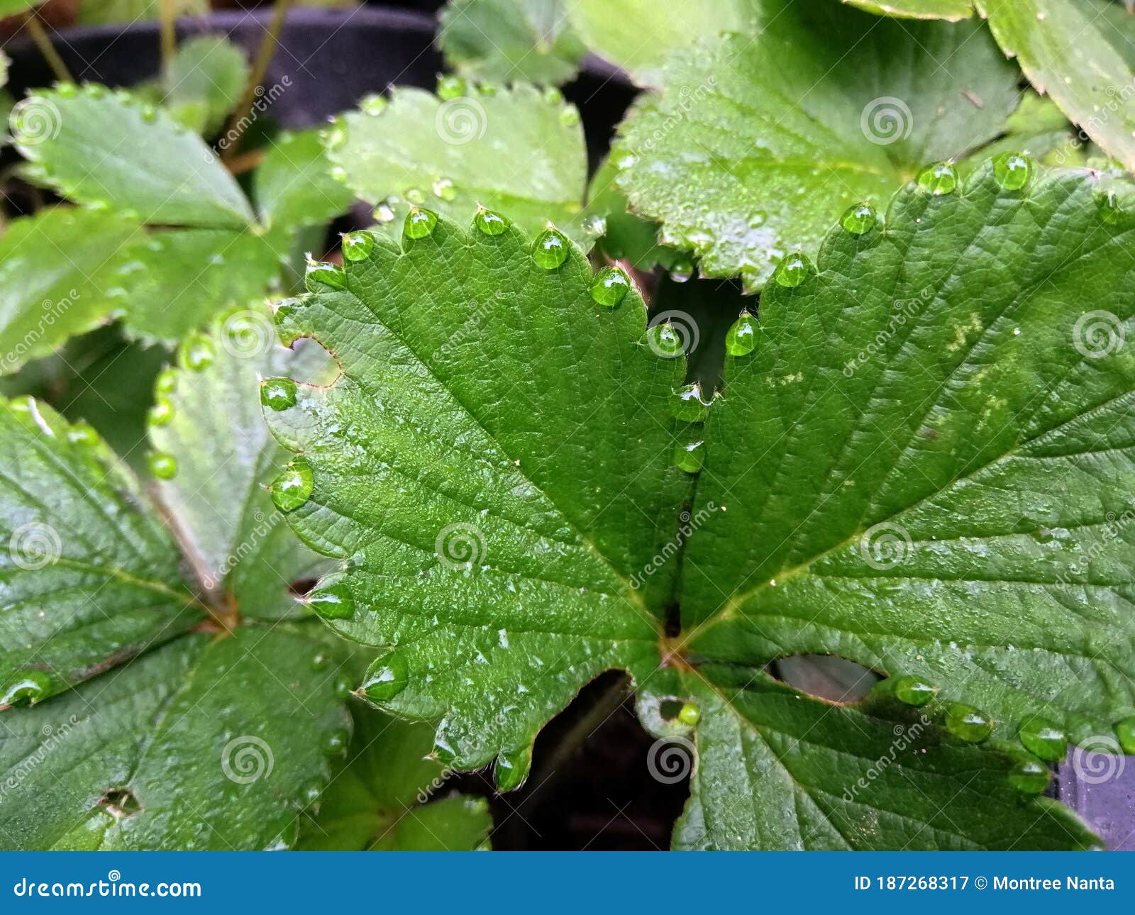 Guttation On A Leaf Is The Exudation Of Drops Of Xylem Sap On The Tips ...