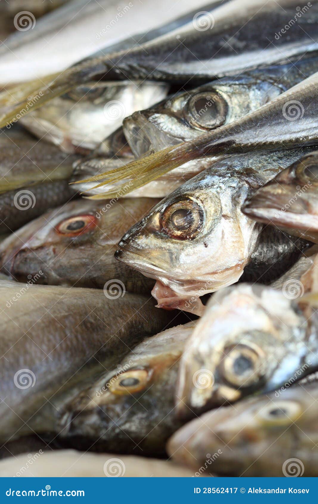 Gutted bluefish stock image. Image of ocean, mouth, diet - 28562417