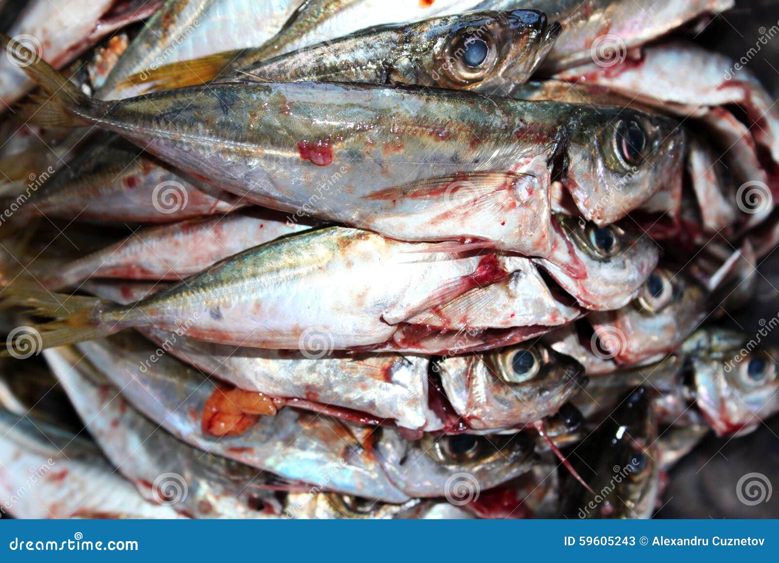 Gutted Mackerel stock image. Image of body, horizontal - 59605243