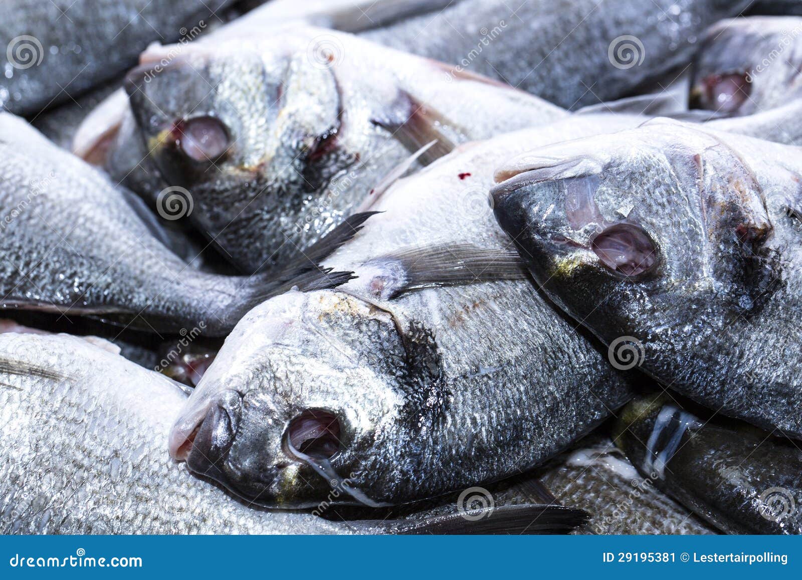 Gutted sea fish stock image. Image of catch, food, healthy - 29195381