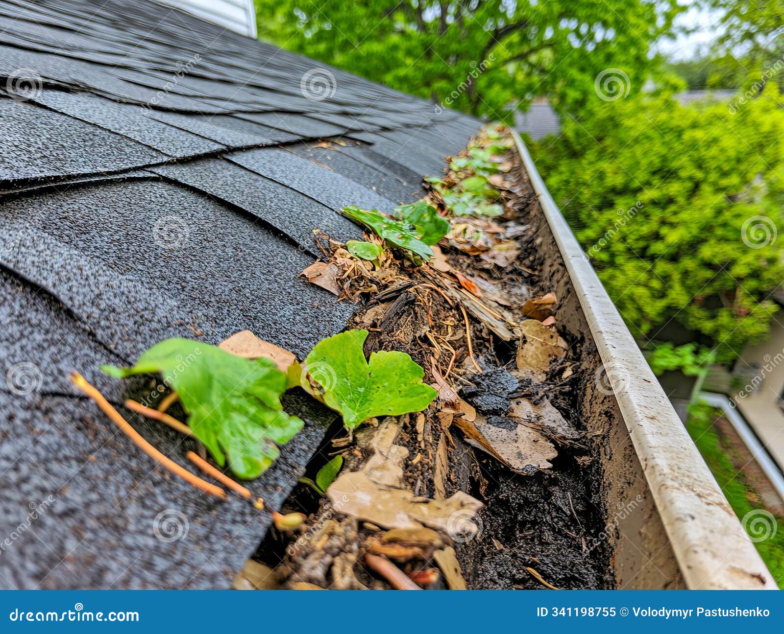 A Gutter Filled with Leaves and Plants on the Side of a House Stock ...