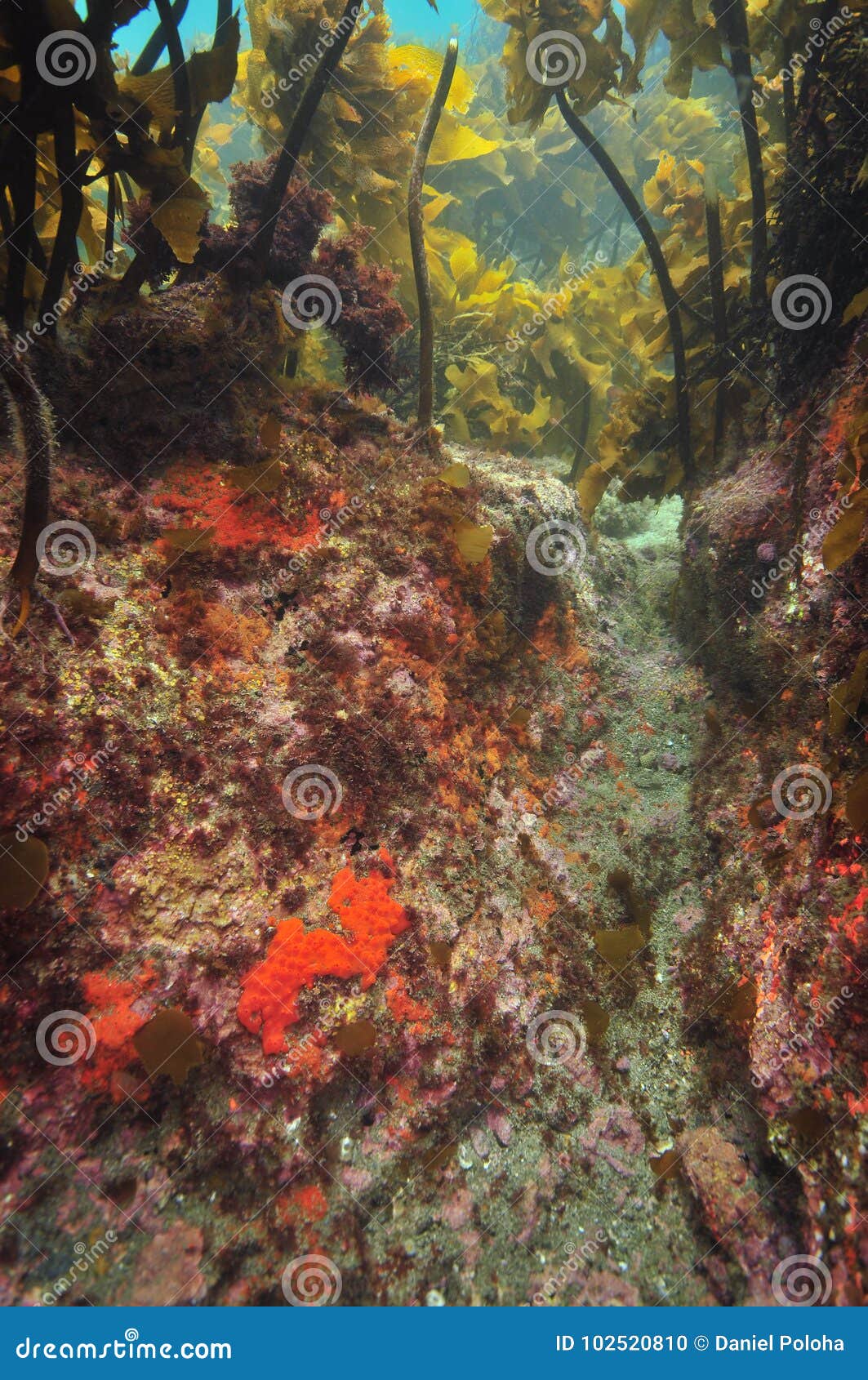 Gutter Under Kelp Forest Canopy Stock Photo - Image of australia ...