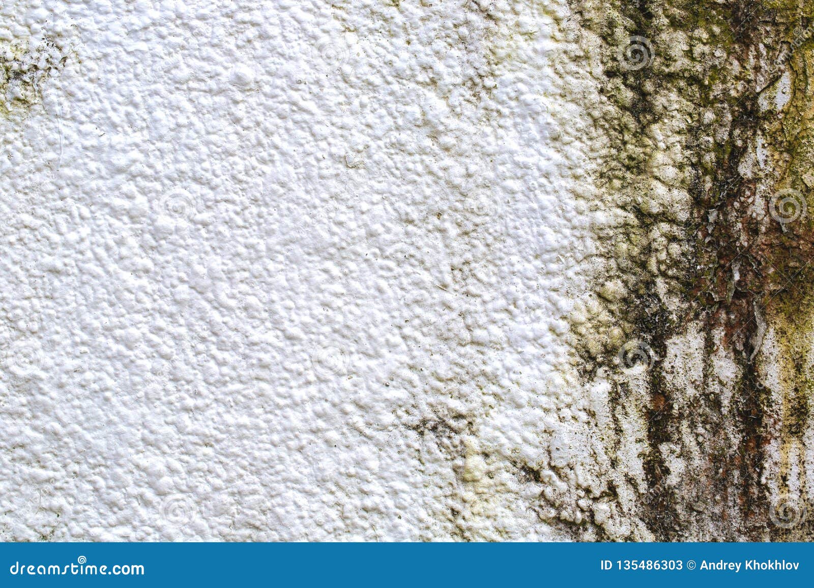 Mold on White Background, Fungus on White Background, Bacteria on White ...