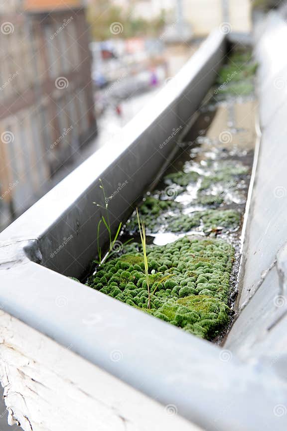 Gutter weed stock photo. Image of pavement, rusted, road - 16357674