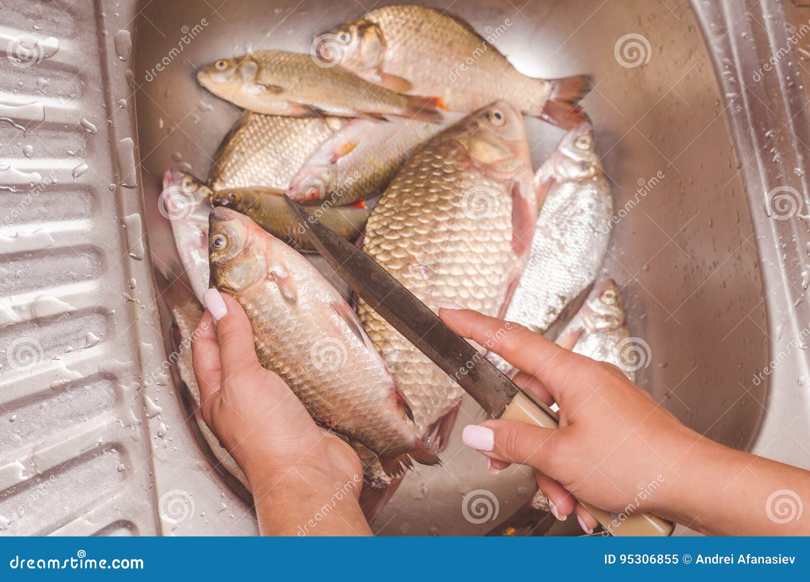 Gutting and Cleaning of Fish Over the Sink Stock Image - Image of ...