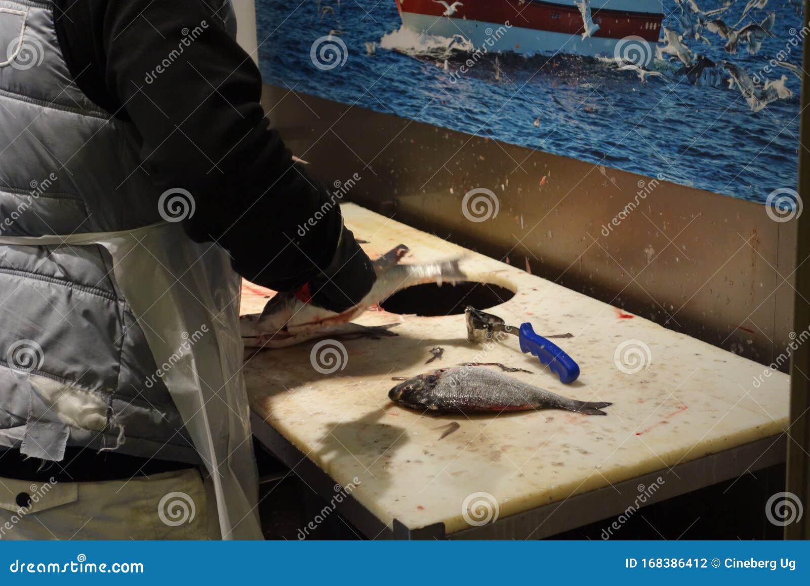 Gutting the fish editorial photography. Image of freshness - 168386412