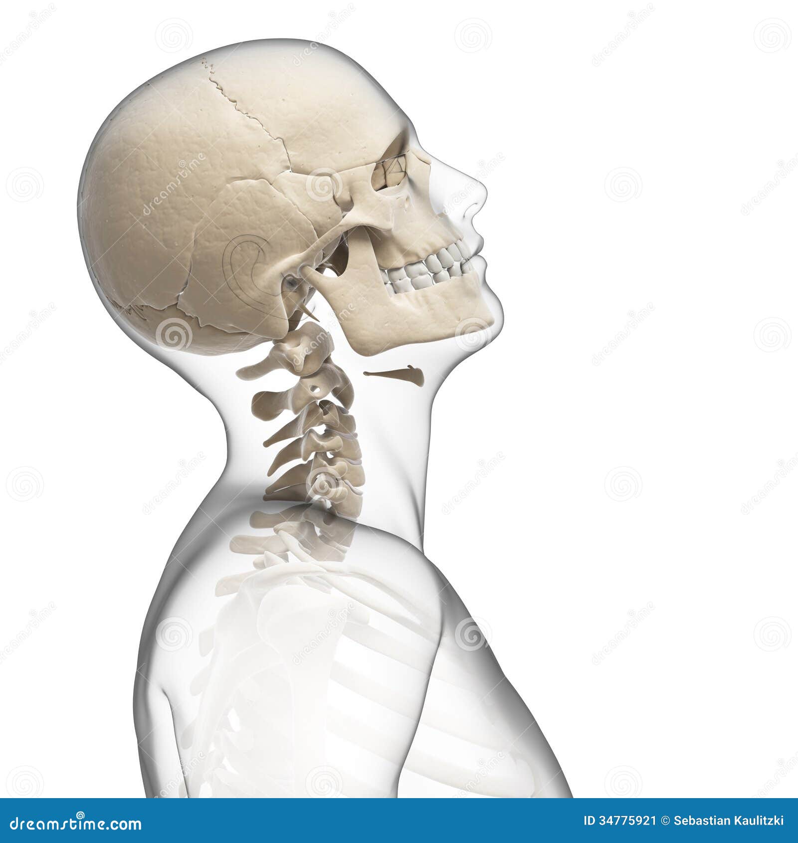 Guy bending his neck stock illustration. Illustration of biology - 34775921