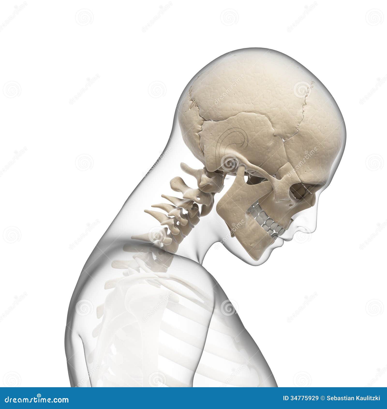 Guy Bending His Neck Royalty-Free Cartoon | CartoonDealer.com #34776119