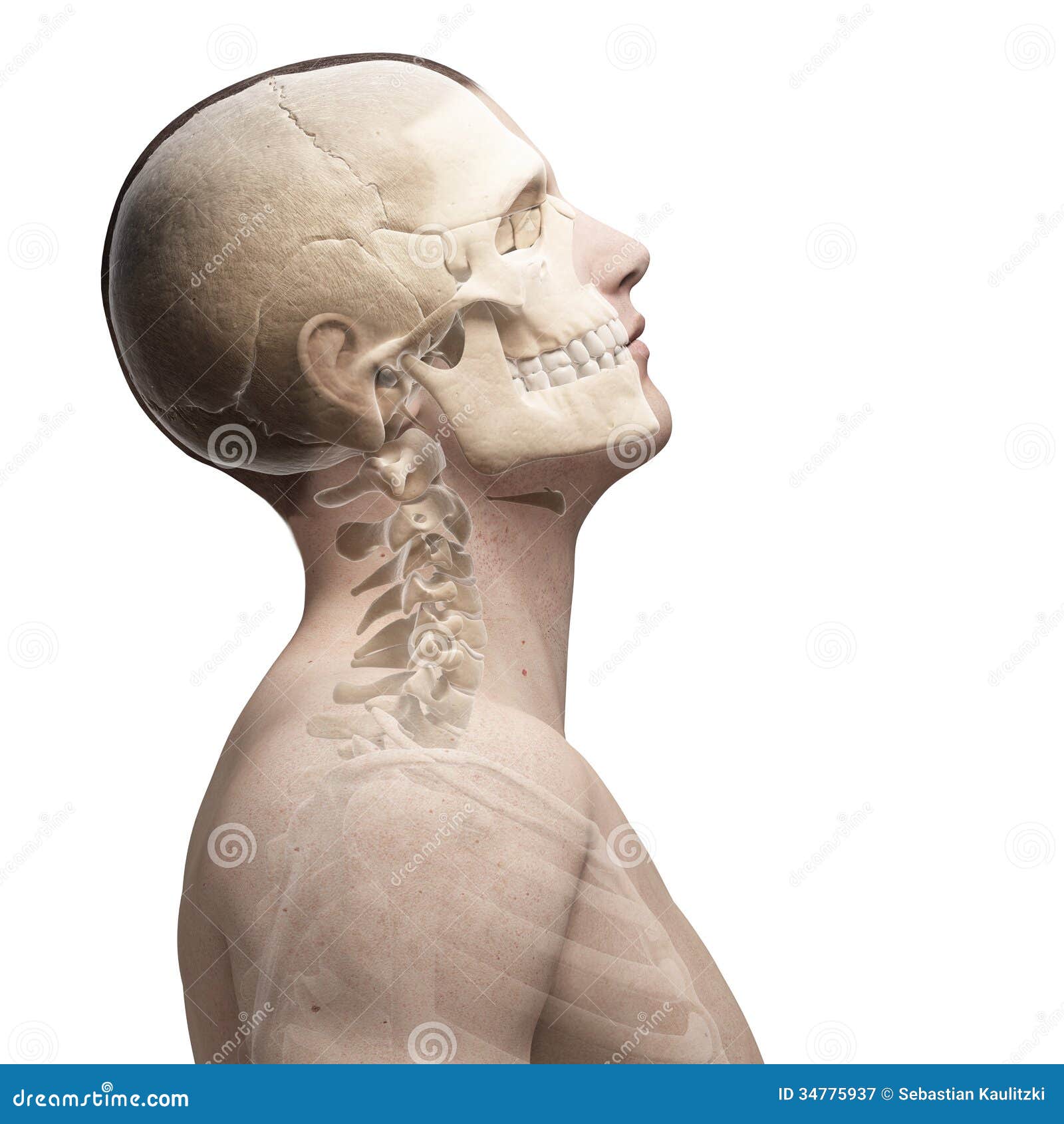 Guy Bending His Neck Royalty-Free Illustration | CartoonDealer.com ...