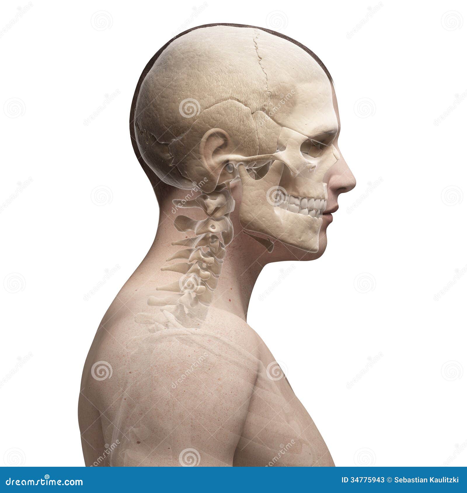 Guy Bending His Neck Royalty-Free Illustration | CartoonDealer.com ...