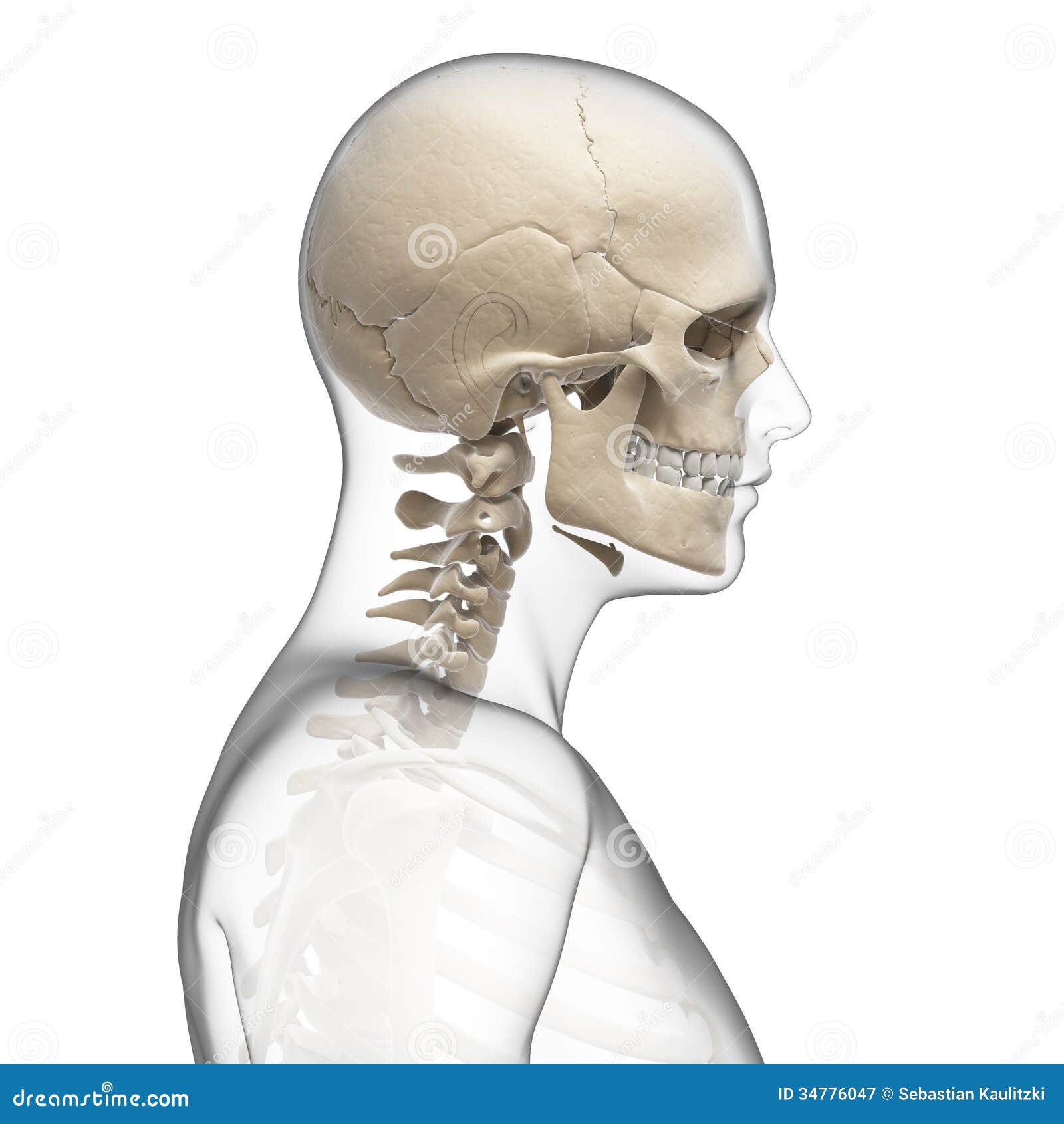 Guy Bending His Neck Royalty-Free Cartoon | CartoonDealer.com #34776119