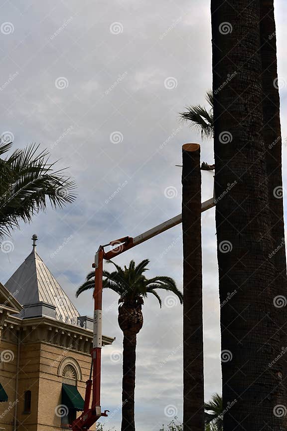 Guy Cut Down Palm Tree with Boom Lift Stock Image - Image of southeast ...