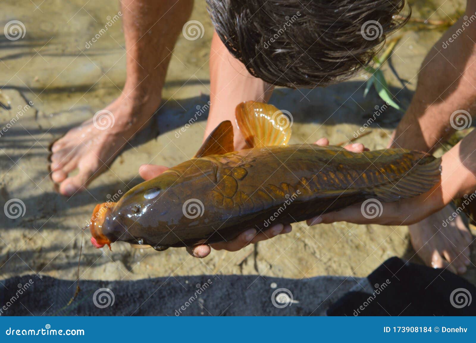 Guy Holding Carp that is Still Hooked on the Line Stock Photo - Image ...