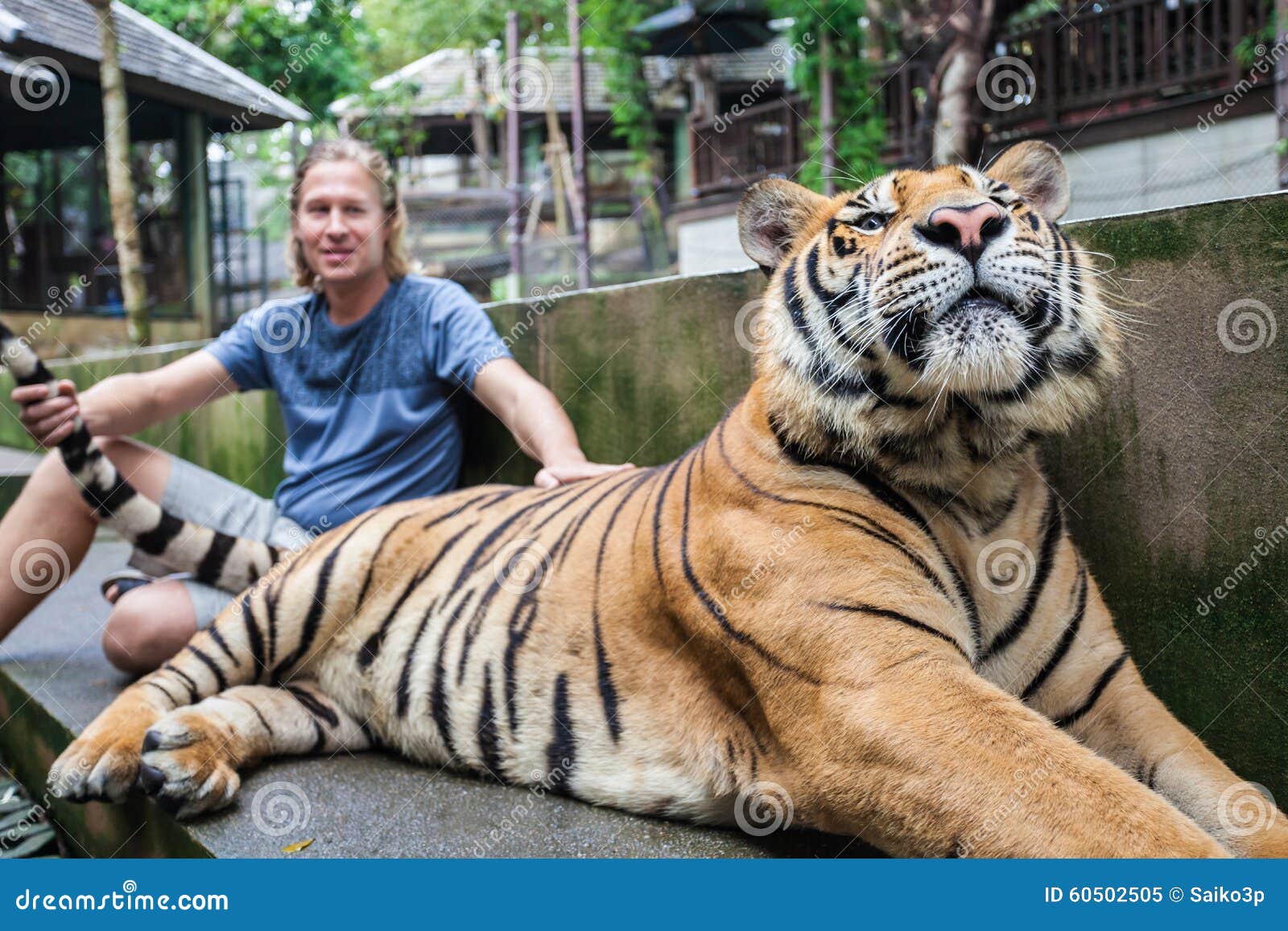Tigers Hugging Man