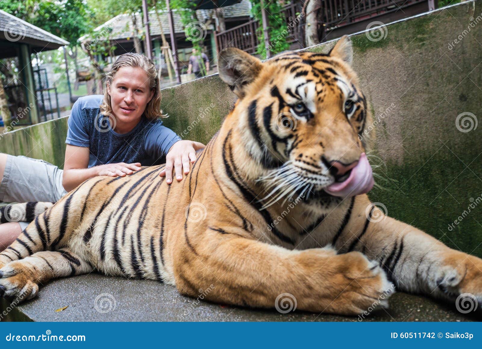 Tigers Hugging Humans
