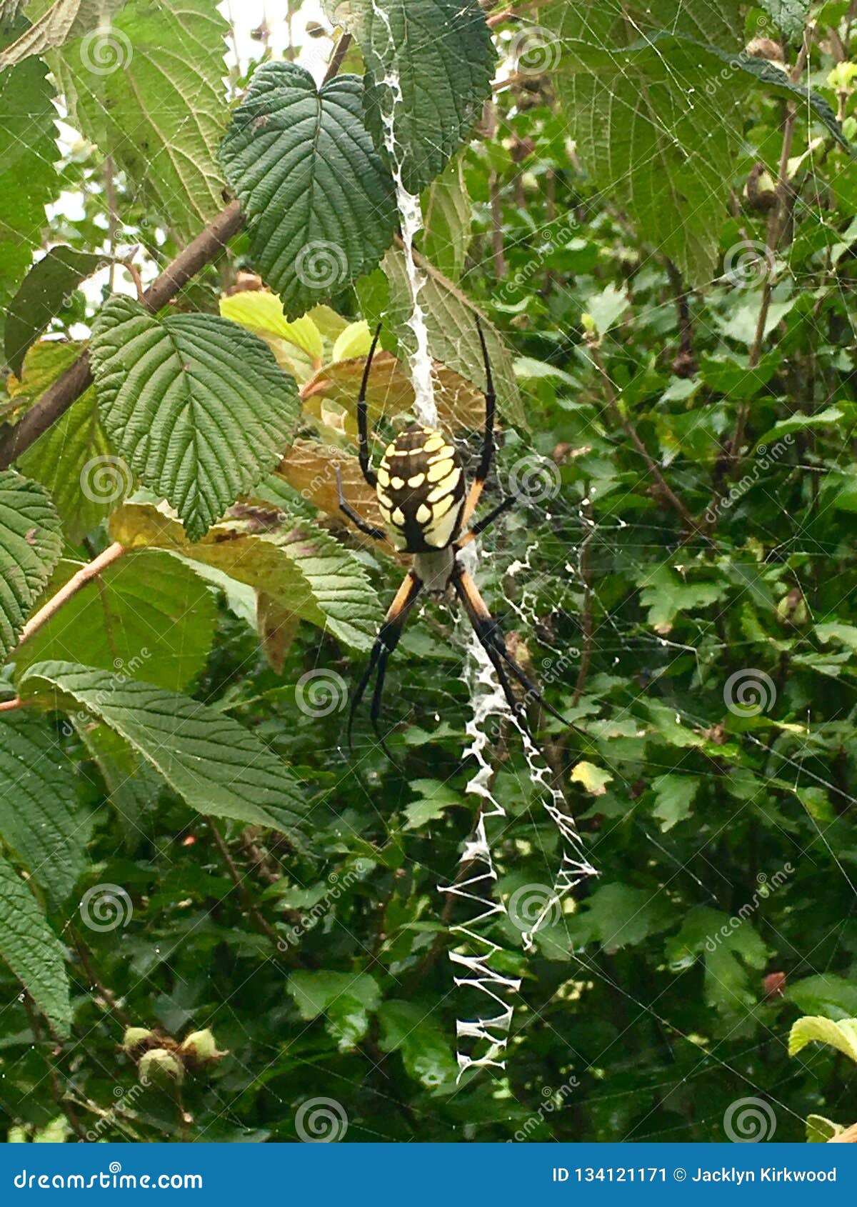 Wild looking spider stock image. Image of spider, looking - 134121171