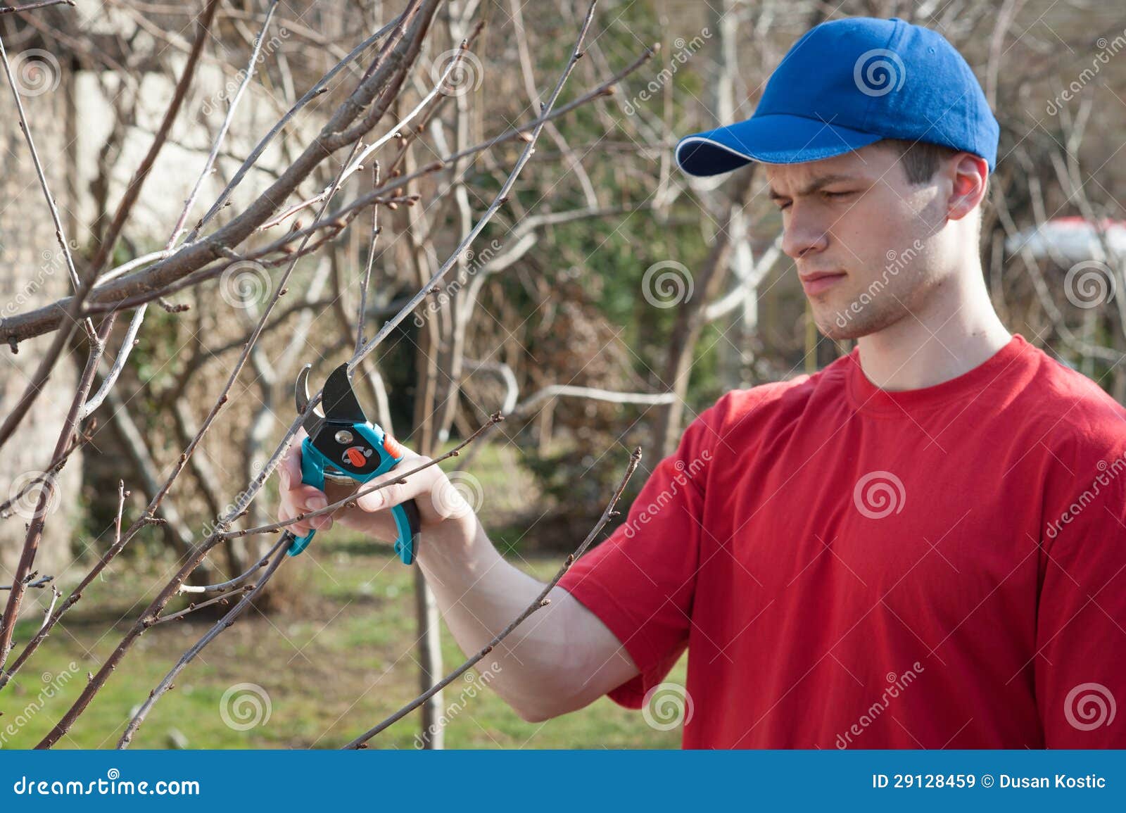 Guy pruning trees stock image. Image of nature, pruning - 29128459