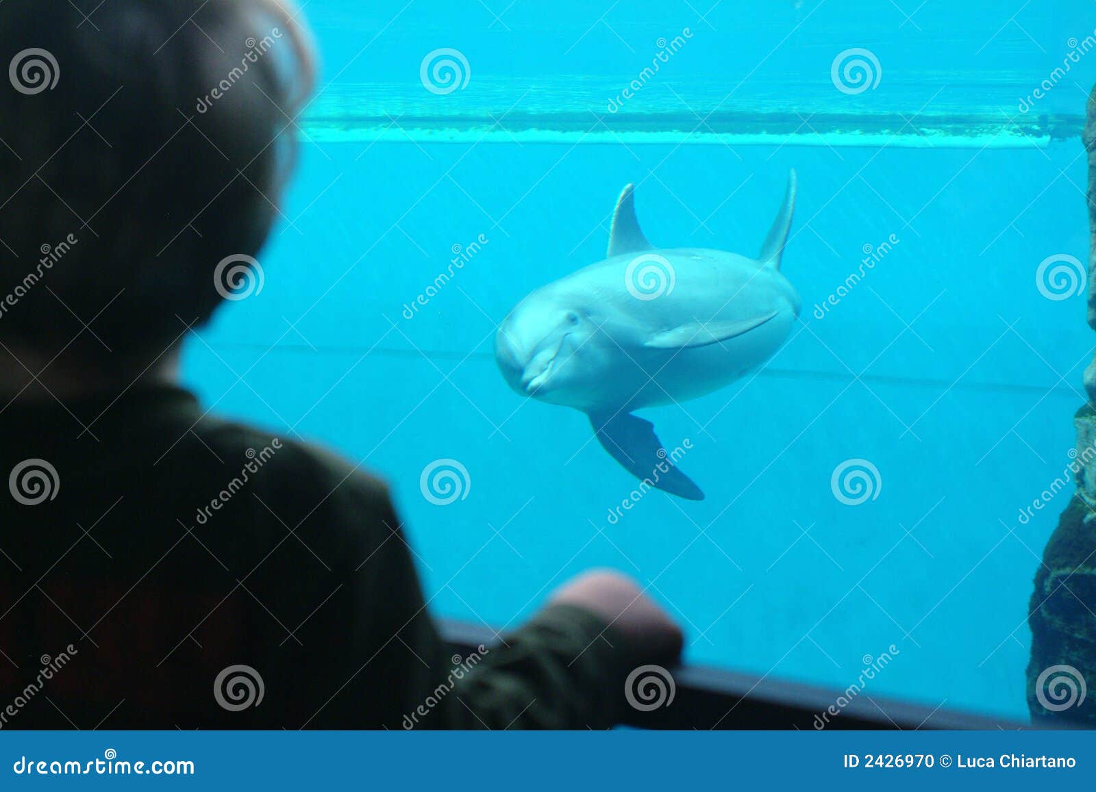 Guys Dolphin Stock Photos - Free & Royalty-Free Stock Photos from ...