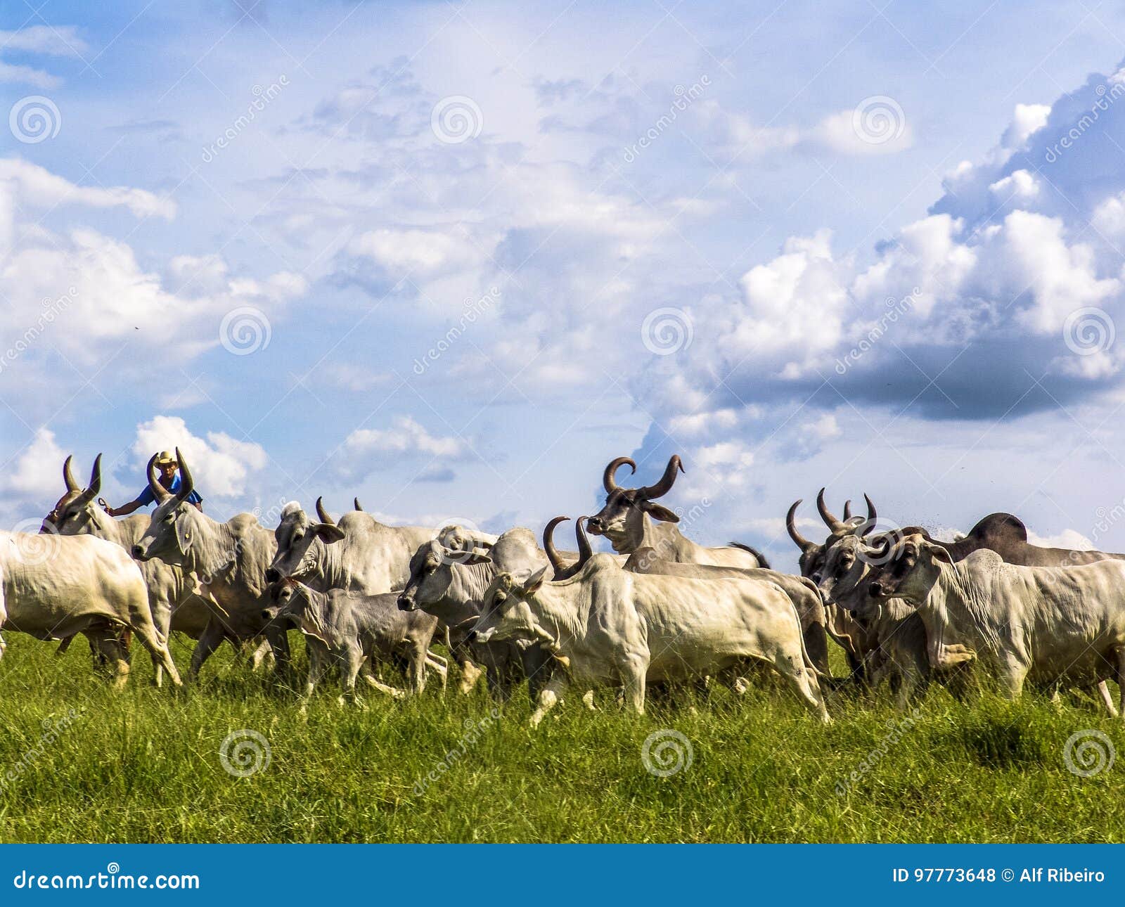 Guzera cattle stock photo. Image of production, rural - 97773648