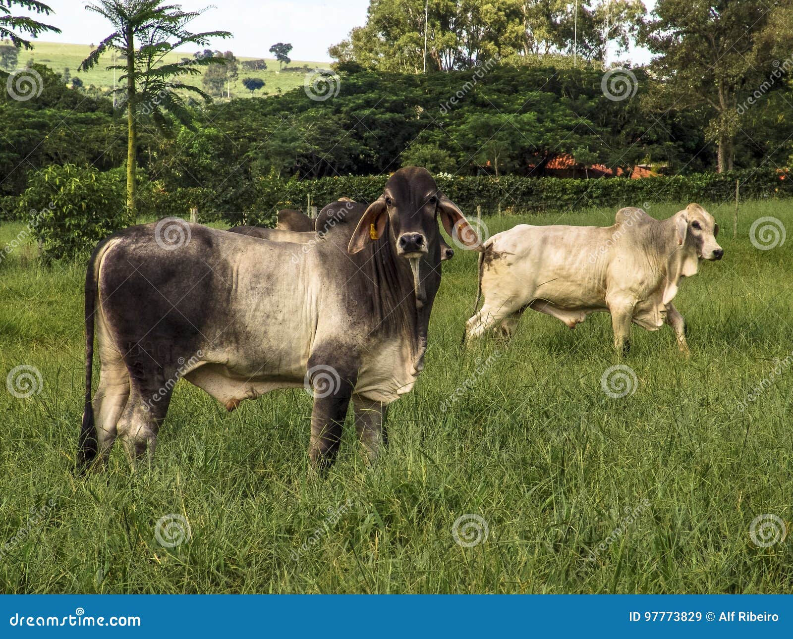 Guzera cattle stock image. Image of quadruped, pasture - 97773829