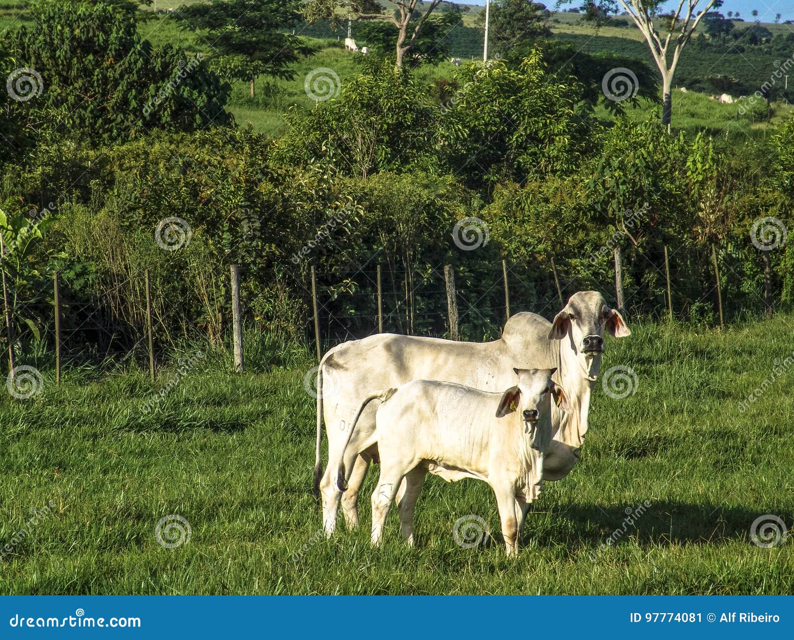 Guzera cattle stock image. Image of rural, quadruped - 97774081