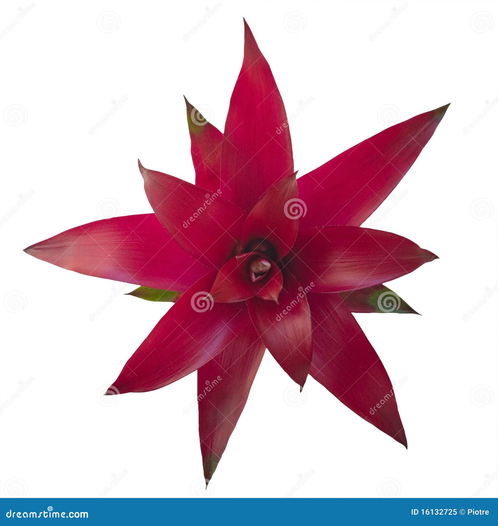 Guzmania stock image. Image of leaf, blossom, colored - 16132725