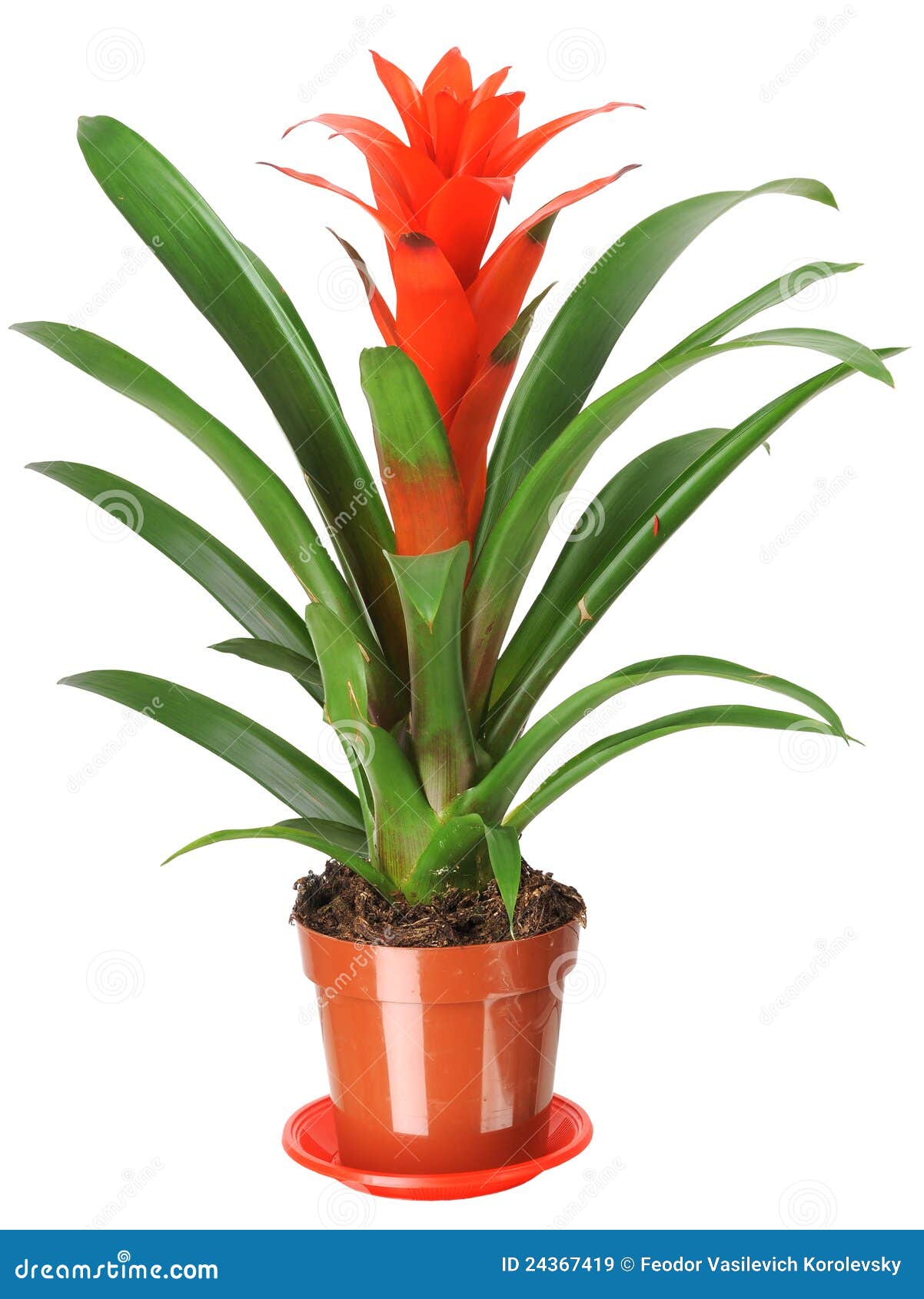 Guzmania stock image. Image of popular, room, dense, star - 24367419