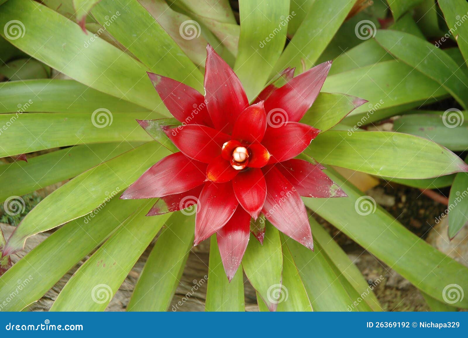 Guzmania flower stock photo. Image of head, plant, blossom - 26369192