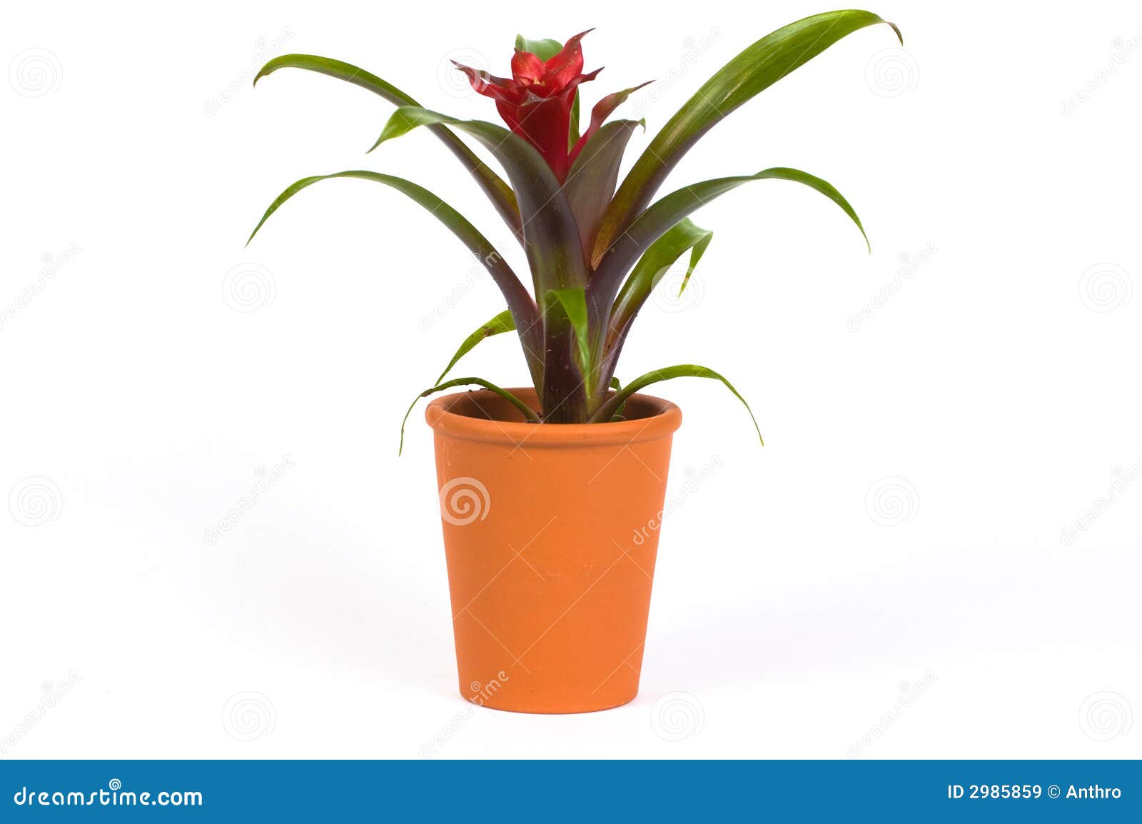 Guzmania flower in a pot stock image. Image of bromeliad - 2985859