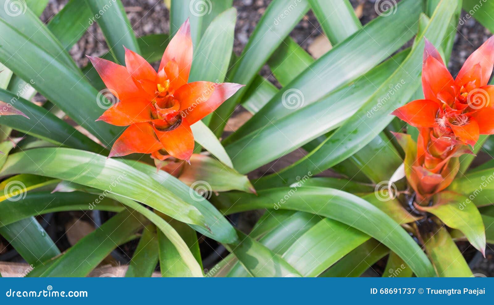 Guzmania flowers stock image. Image of blossom, beauty - 68691737