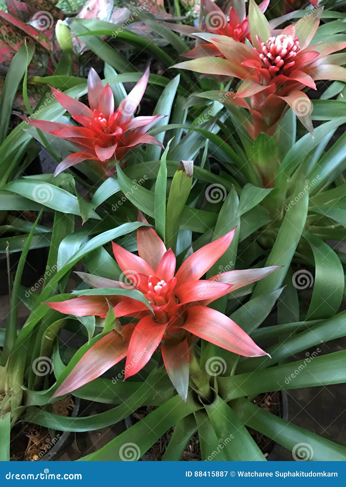 Guzmania lingulata flower. stock image. Image of bromeliad - 88415887