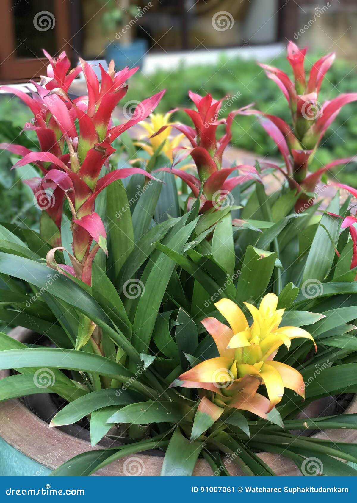 Guzmania lingulata flower. stock image. Image of ecology - 91007061