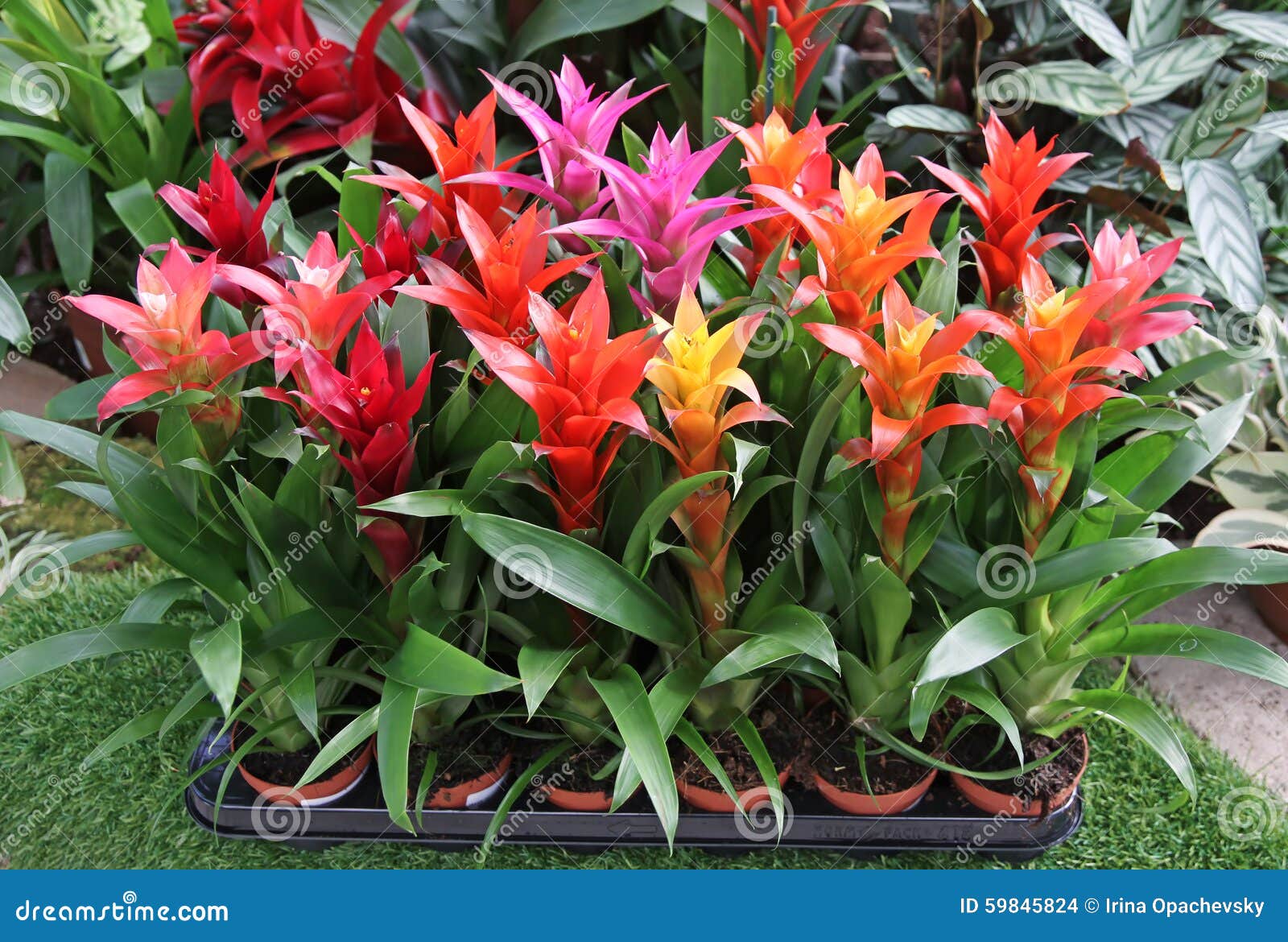 Guzmania lingulata stock photo. Image of leaf, plant - 59845824