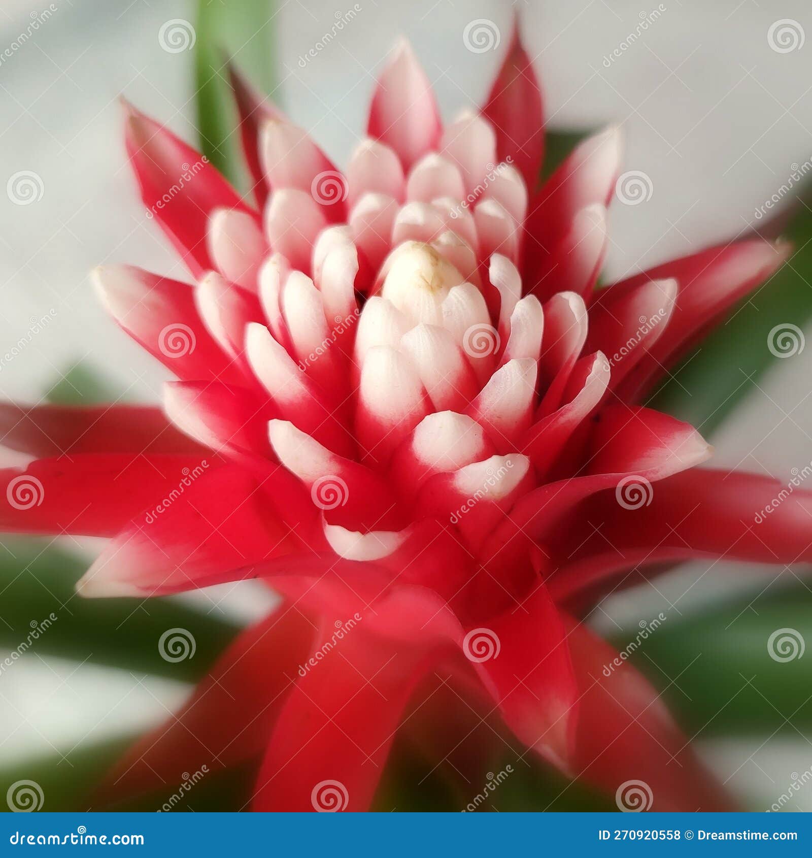 Guzmania monostachia stock photo. Image of blooming - 270920558