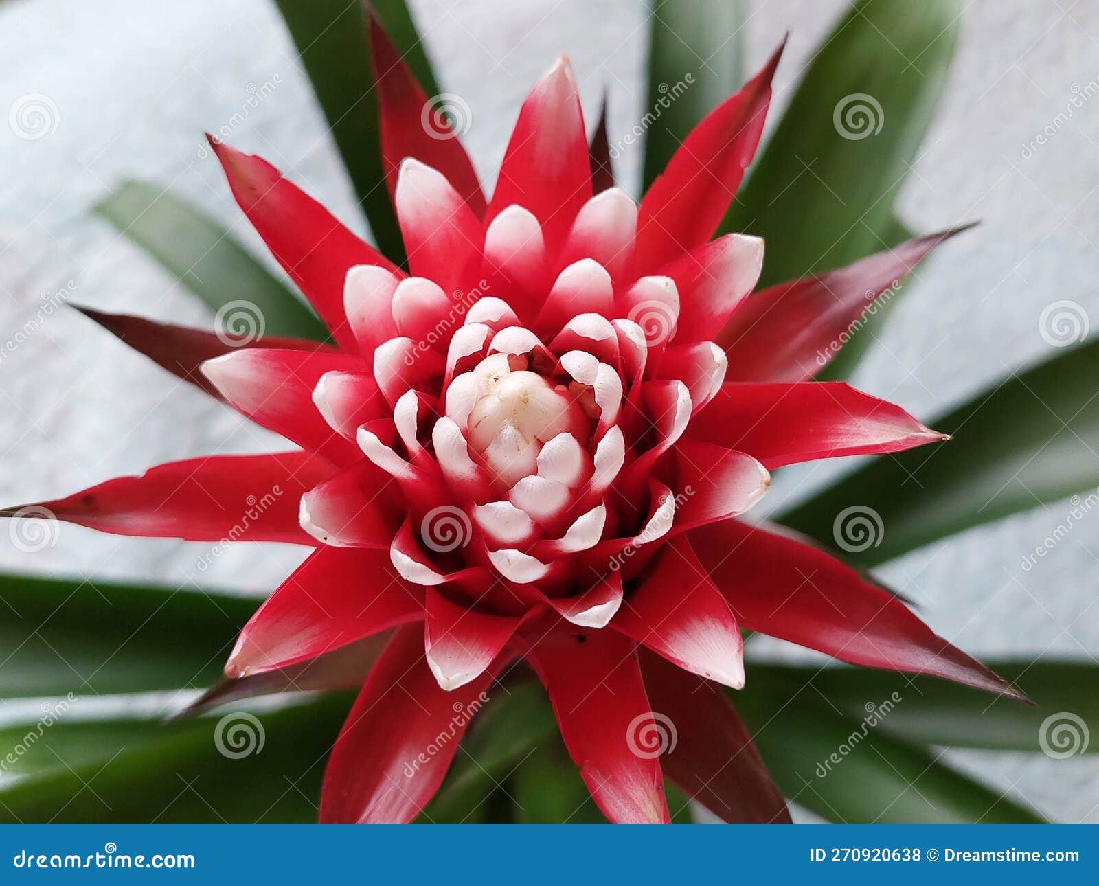 Guzmania monostachia stock photo. Image of striped, guzmania - 270920638