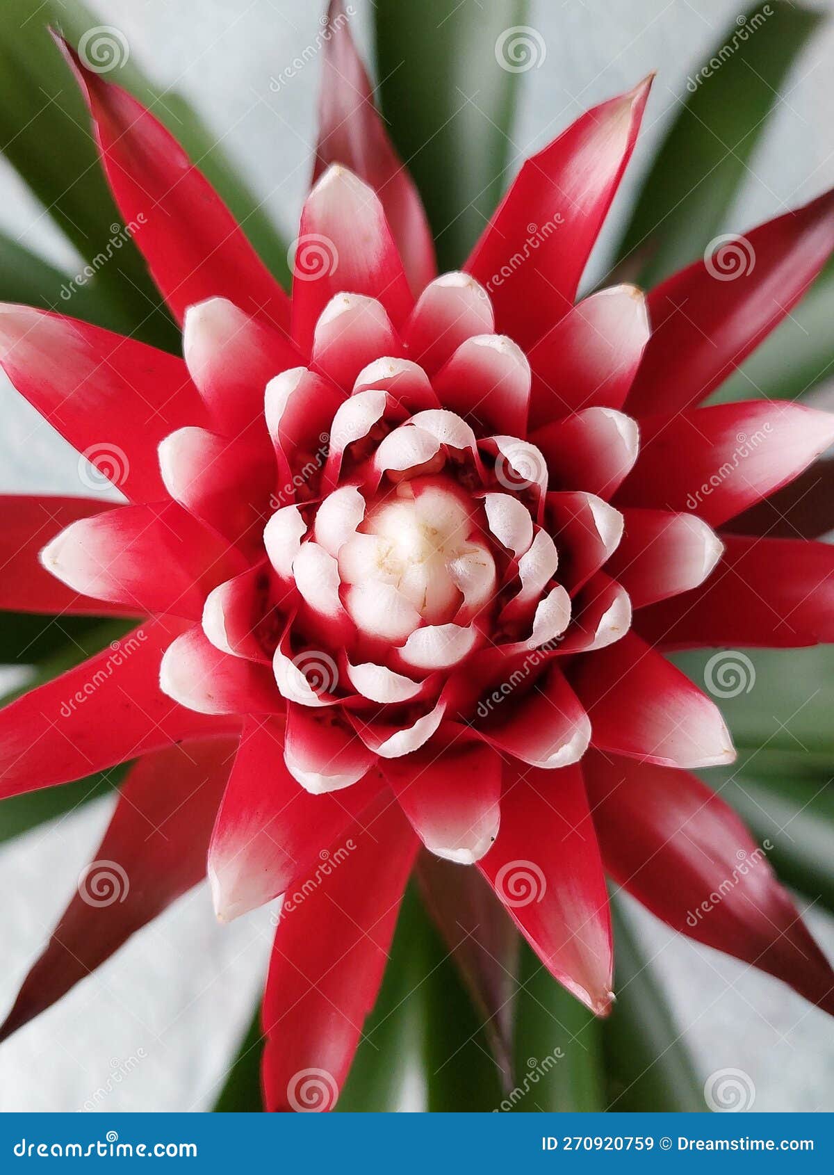 Guzmania monostachia stock image. Image of blooming - 270920759
