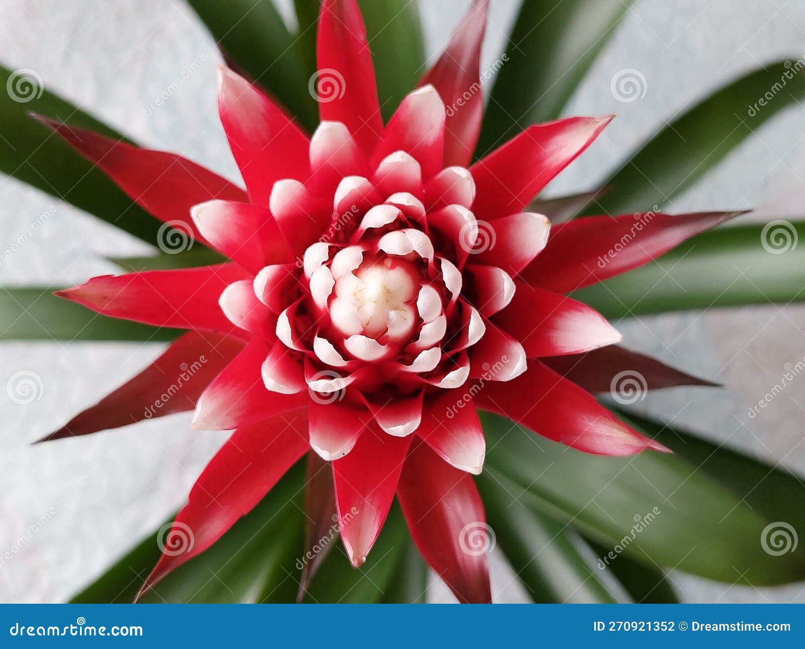 Guzmania monostachia stock photo. Image of guzmania - 270921352