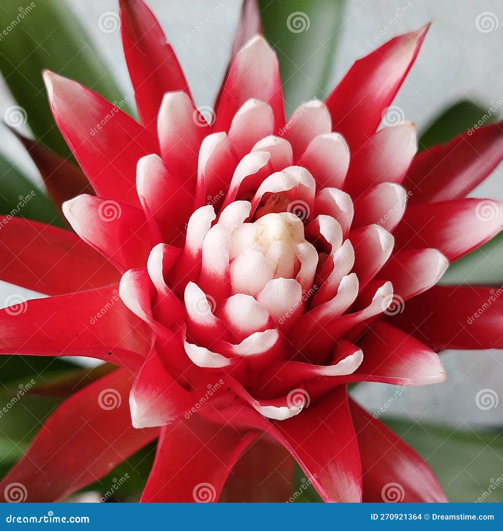 Guzmania monostachia stock photo. Image of west, striped - 270921364