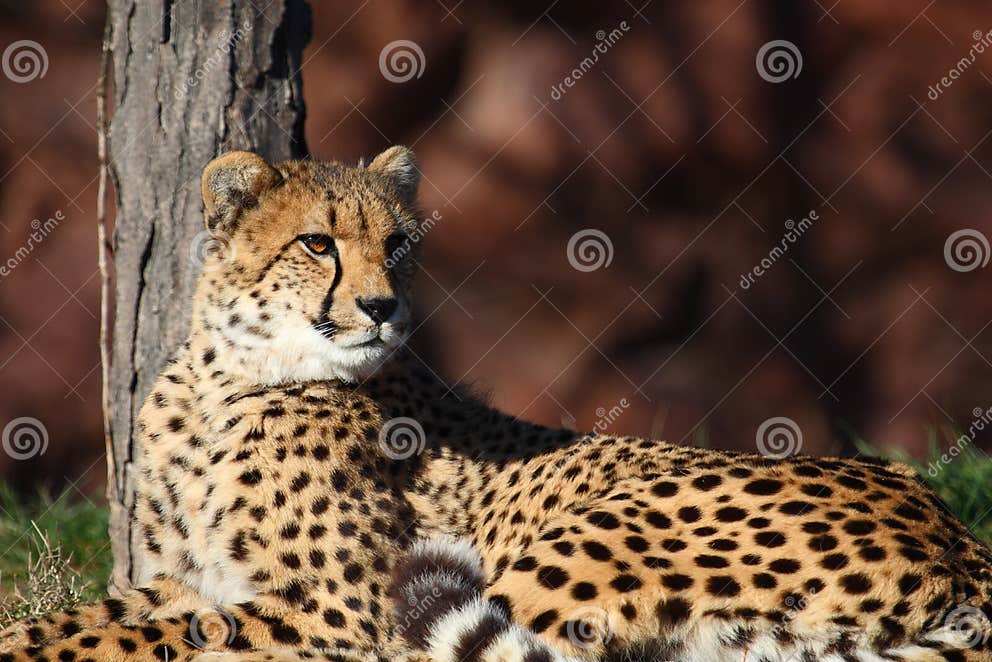 Guépard image stock. Image du nature, guépard, regarder - 3667879