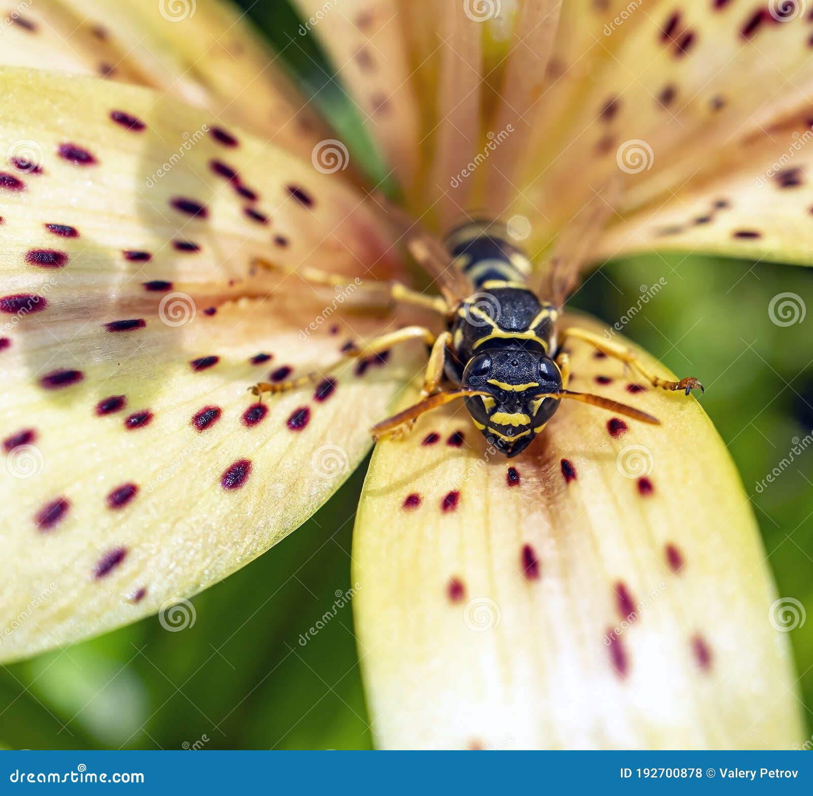 Guêpe Dangereuse Reposant Sur Une Macro Fleur-de-lys Tigré Photo stock ... Guêpe Dangereuse Reposant Sur Une Macro Fleur-de-lys Tigré Photo stock ...