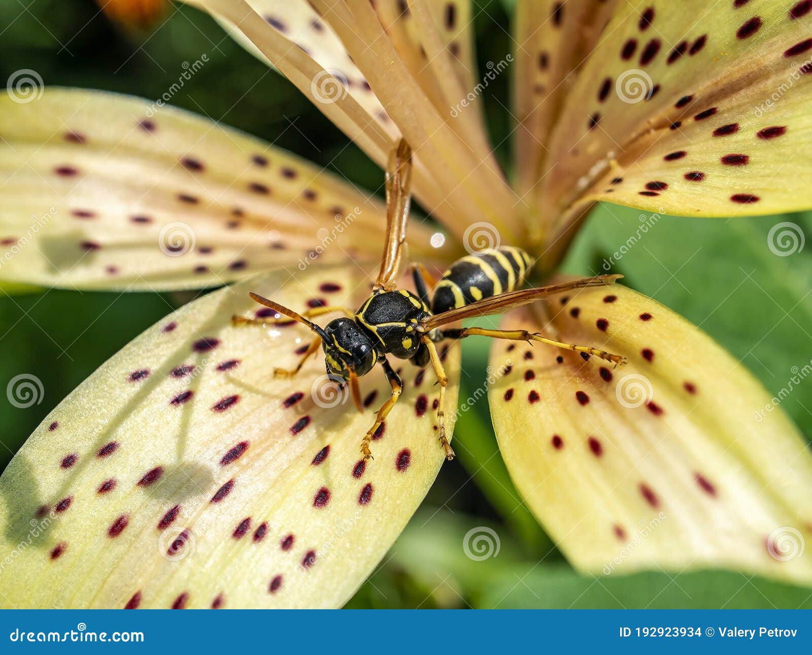 Guêpe Dangereuse Reposant Sur Une Macro Fleur-de-lys Tigré Photo stock ... Guêpe Dangereuse Reposant Sur Une Macro Fleur-de-lys Tigré Photo stock ...