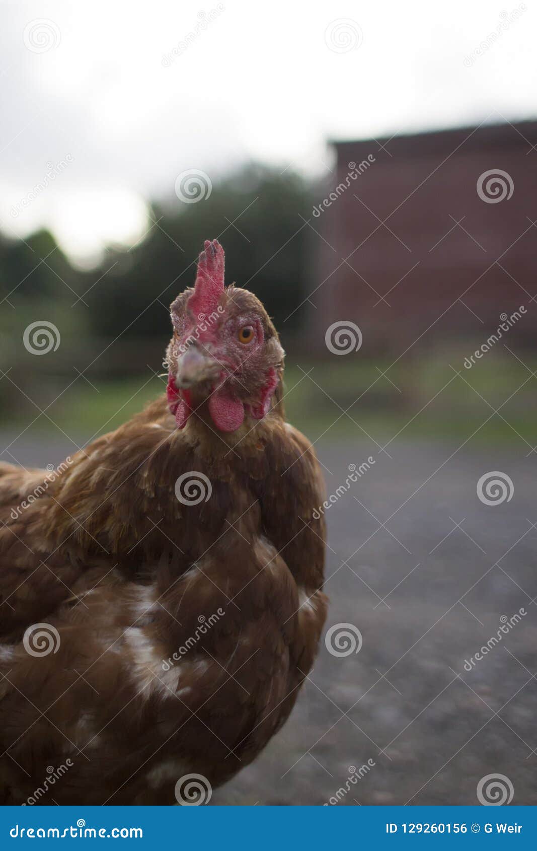 Chicken at Sunrise on a Scottish Farm Stock Photo - Image of brown ...