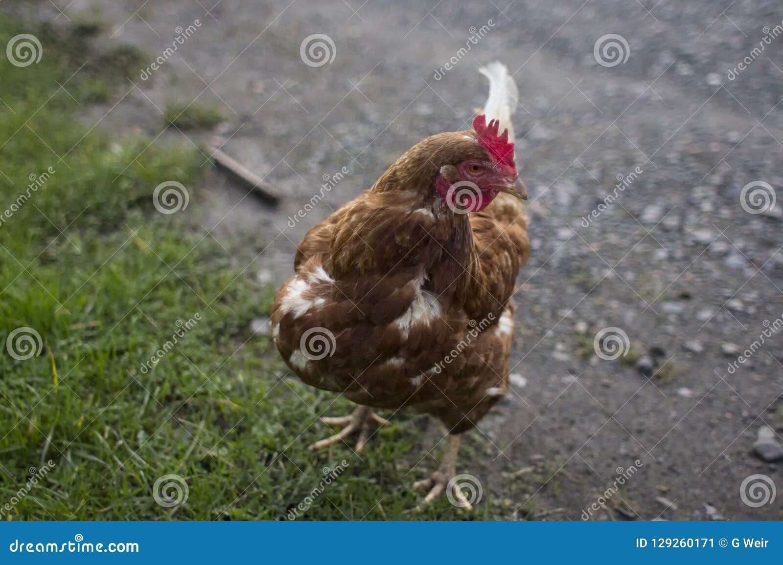 A Free Range Chicken on a Scottish Farm Stock Image - Image of ...
