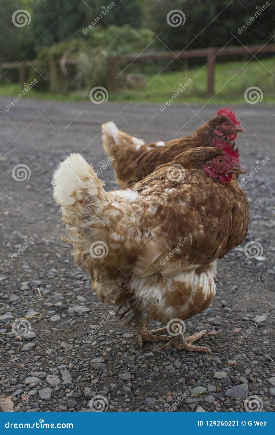 Two Chickens on a Cold Morning in Scotland Stock Image - Image of feed ...
