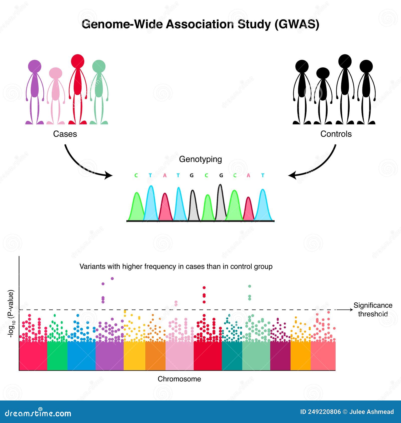 GWAS Genome-Wide Association Study Stock Vector - Illustration of wide ...
