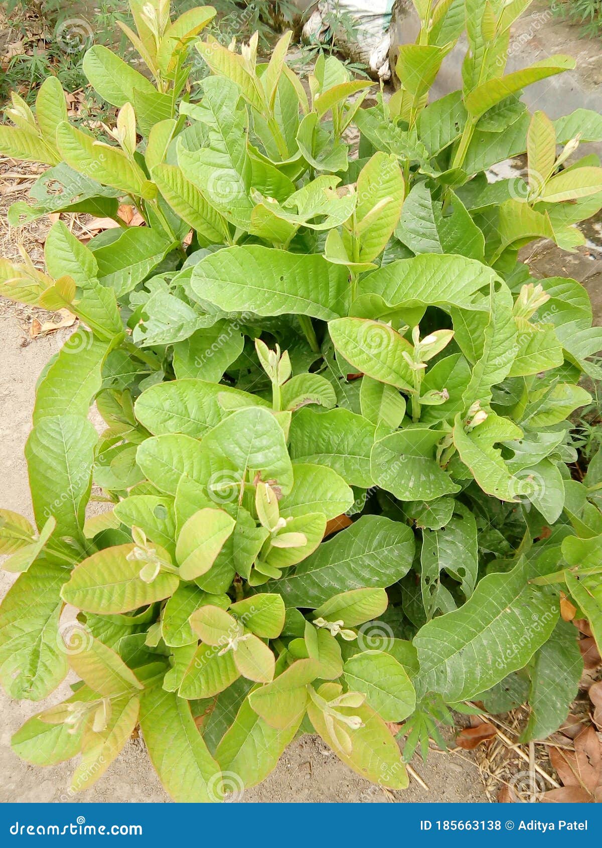 Gwava Plant Very Beautiful into the Nature Stock Photo - Image of plant ...