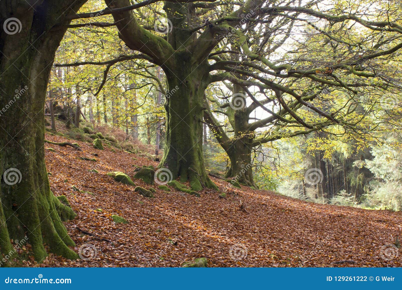 Large Trees in a Deciduous Forest in Scotland Stock Photo - Image of ...