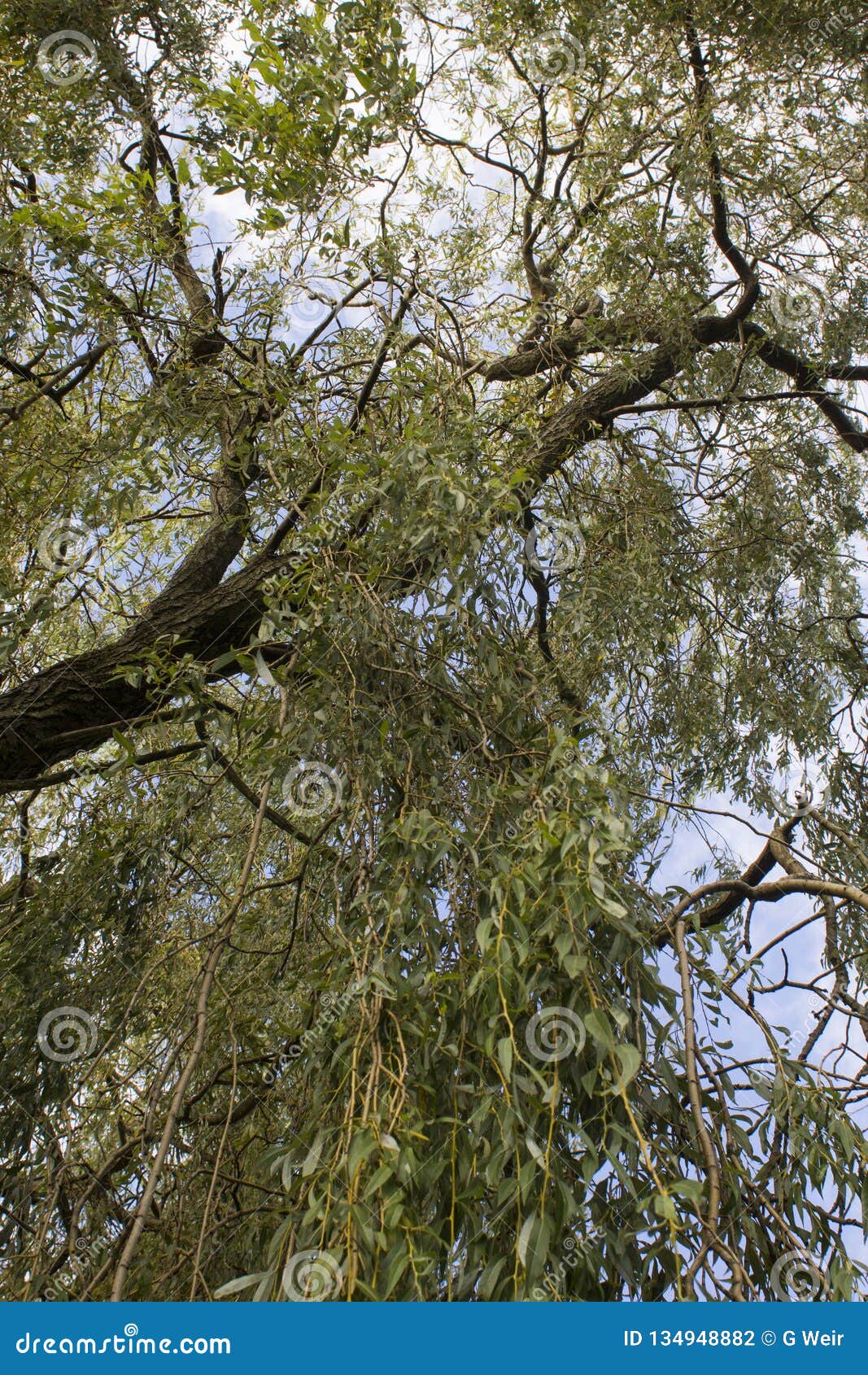 A Willow Tree on a Summer Day Stock Photo - Image of growing, leafs ...