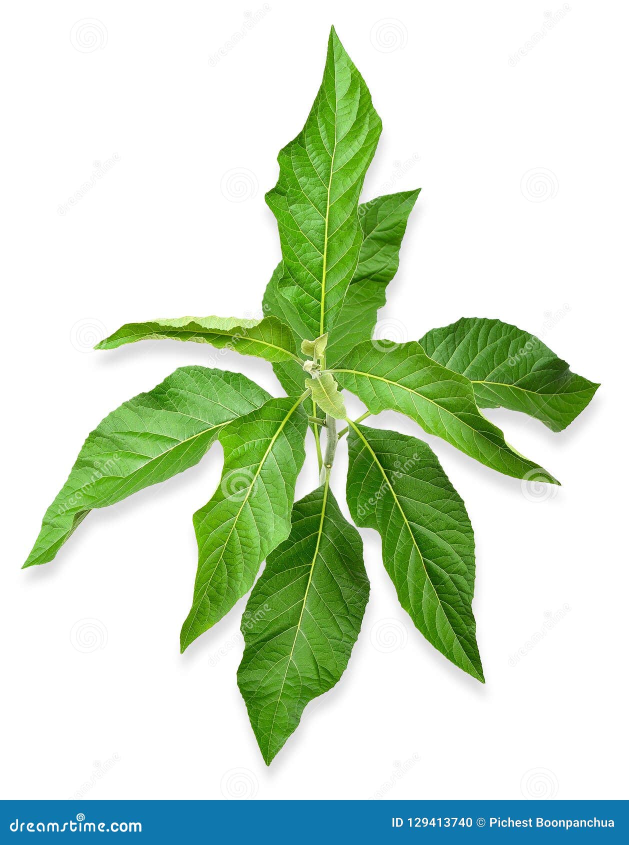 Adhatoda Vasica Or Medicinal Basak Leaf Isolated On White Stock Image ...