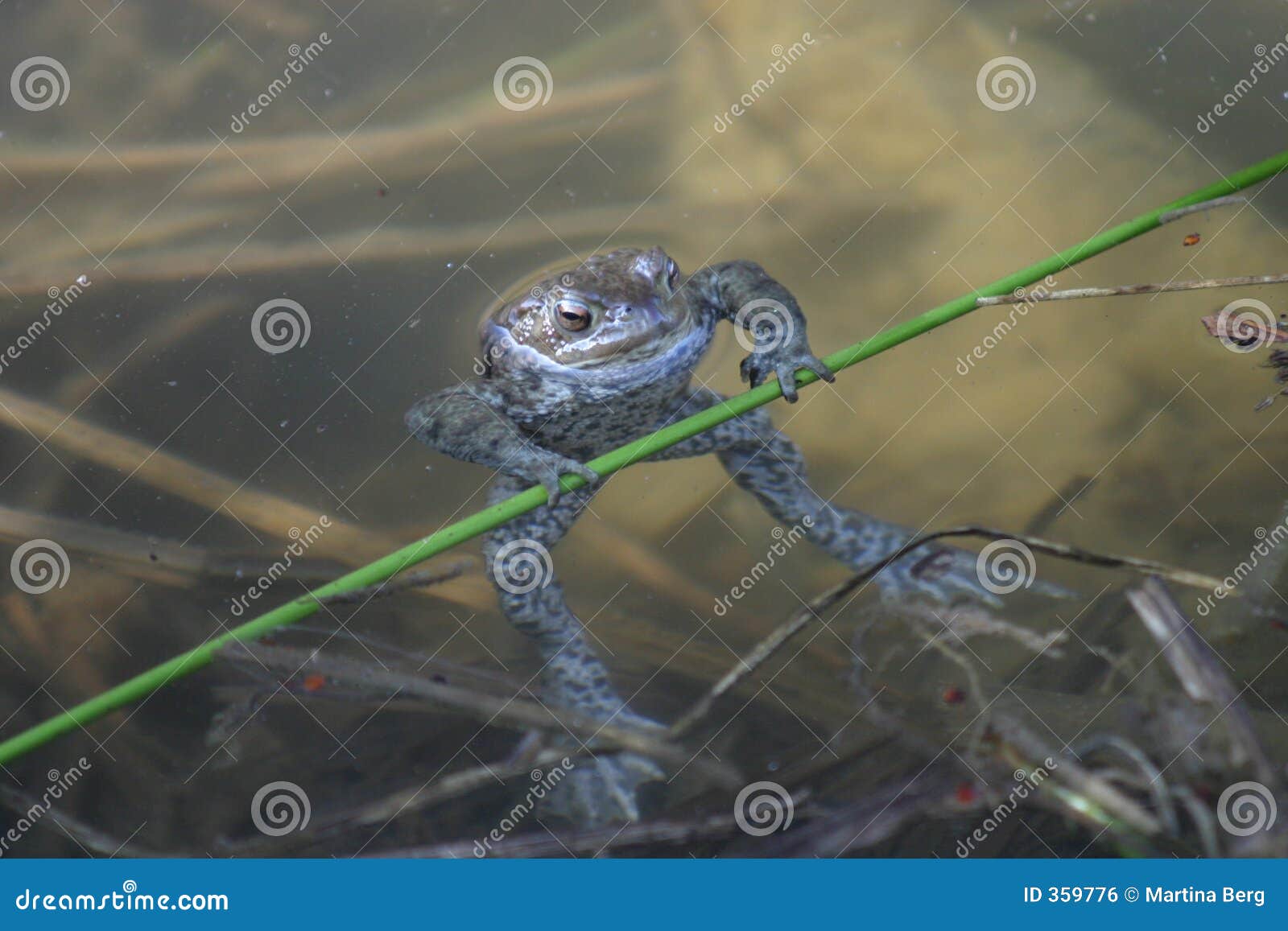 Gymnast frog stock photo. Image of lake, toad, frog, nature - 359776